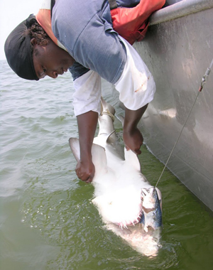 DSU Research Focuses on Sand Tiger Shark Conservation | Delaware State